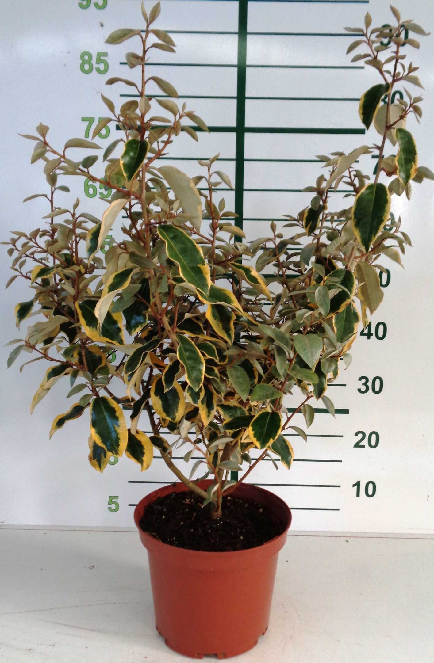 Elaeagnus pungens "Maculata" 5L 50/60