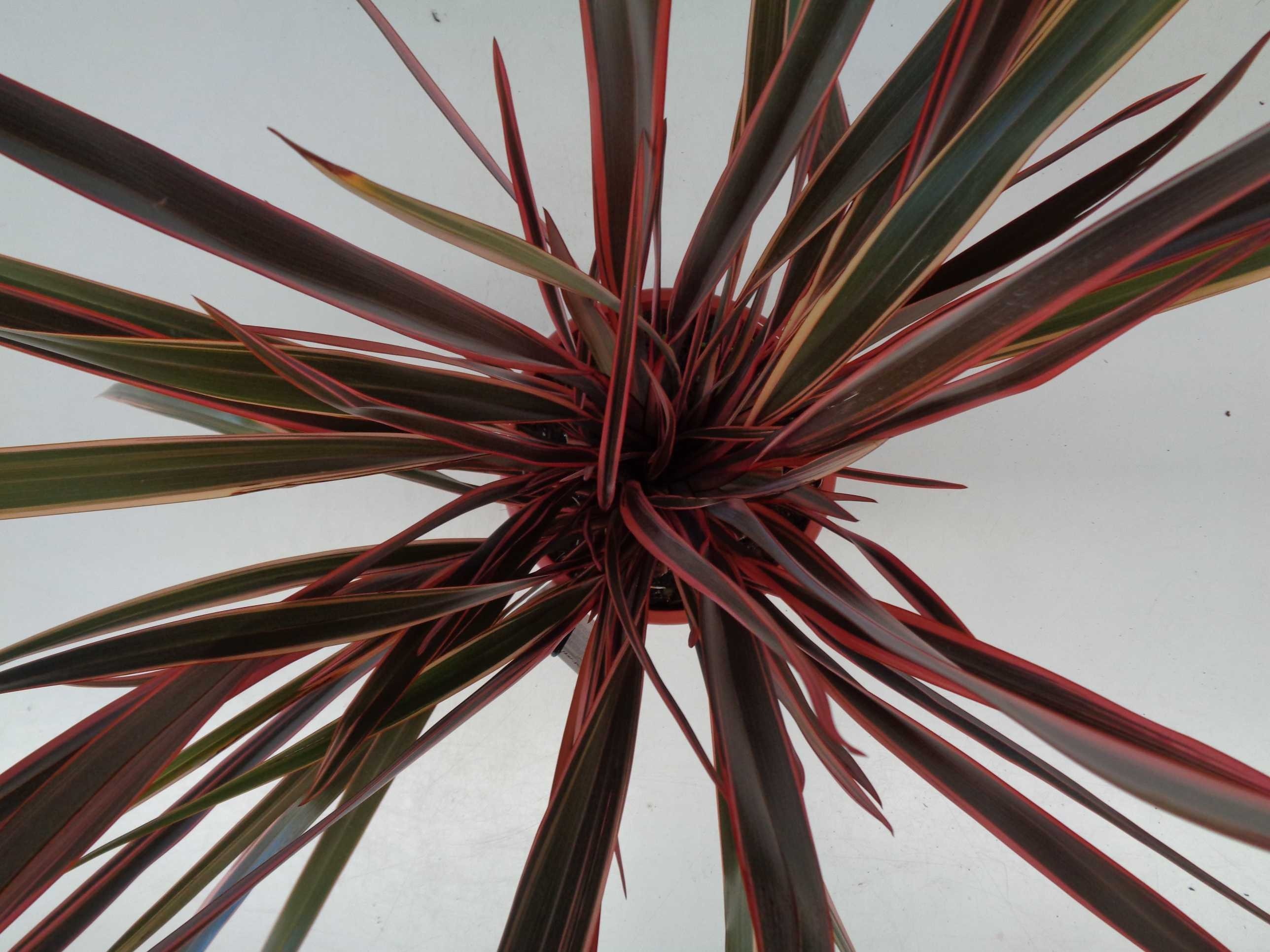 Phormium "Rainbow Queen" 10L Deco 8-12 50/70