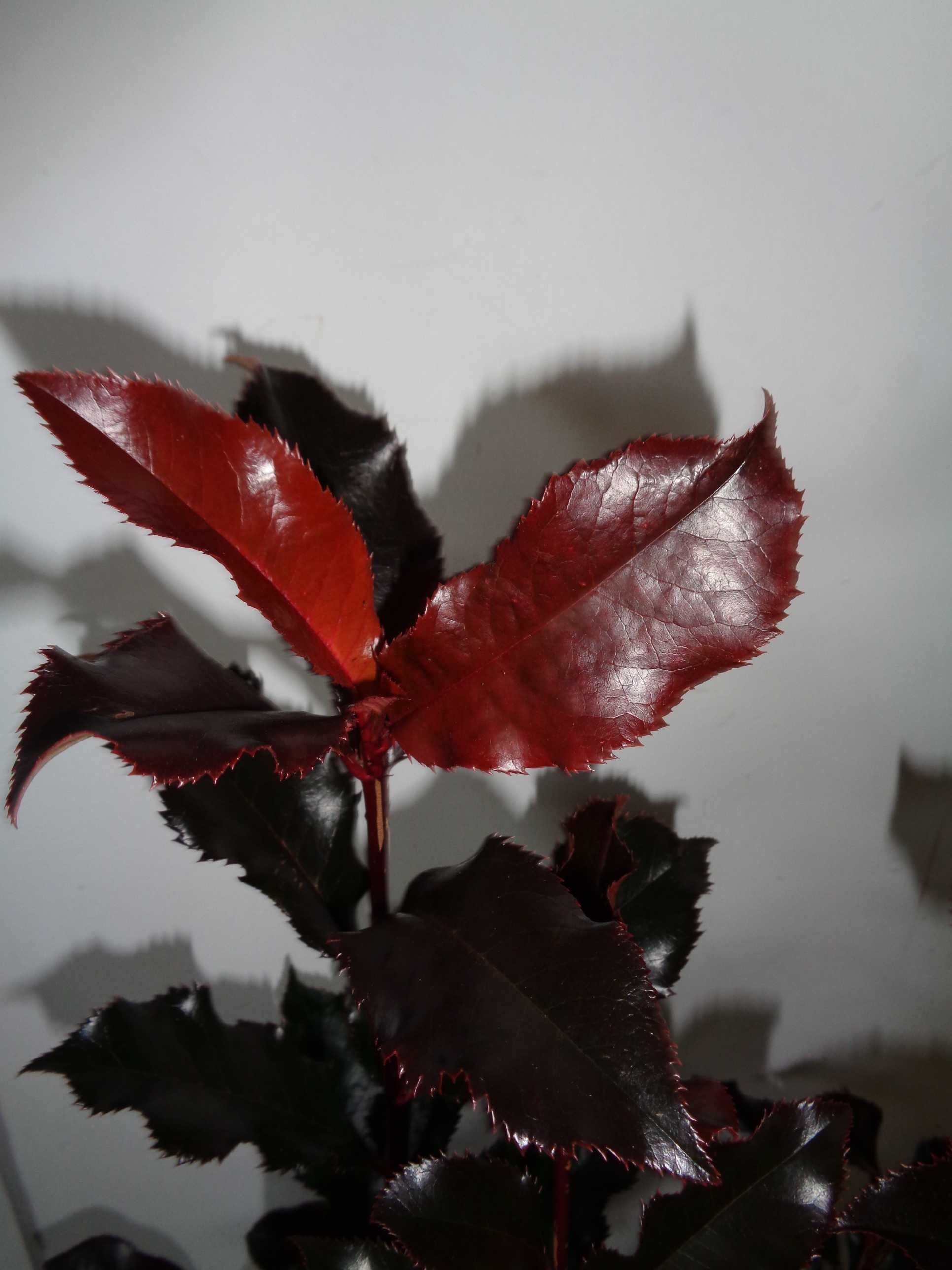 Photinia "Magical Volcano" 5L 50/60