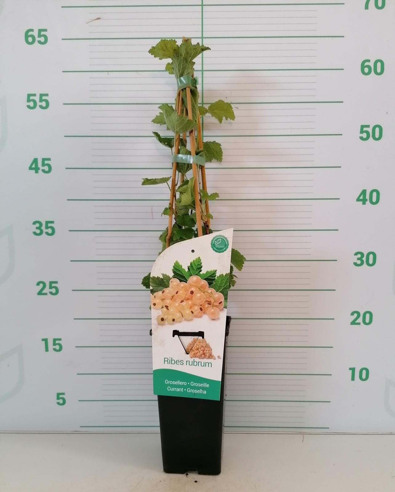 Ribes rubrum "Werdavia" 2L Alto Tutores 60 (Grosella amarilla)