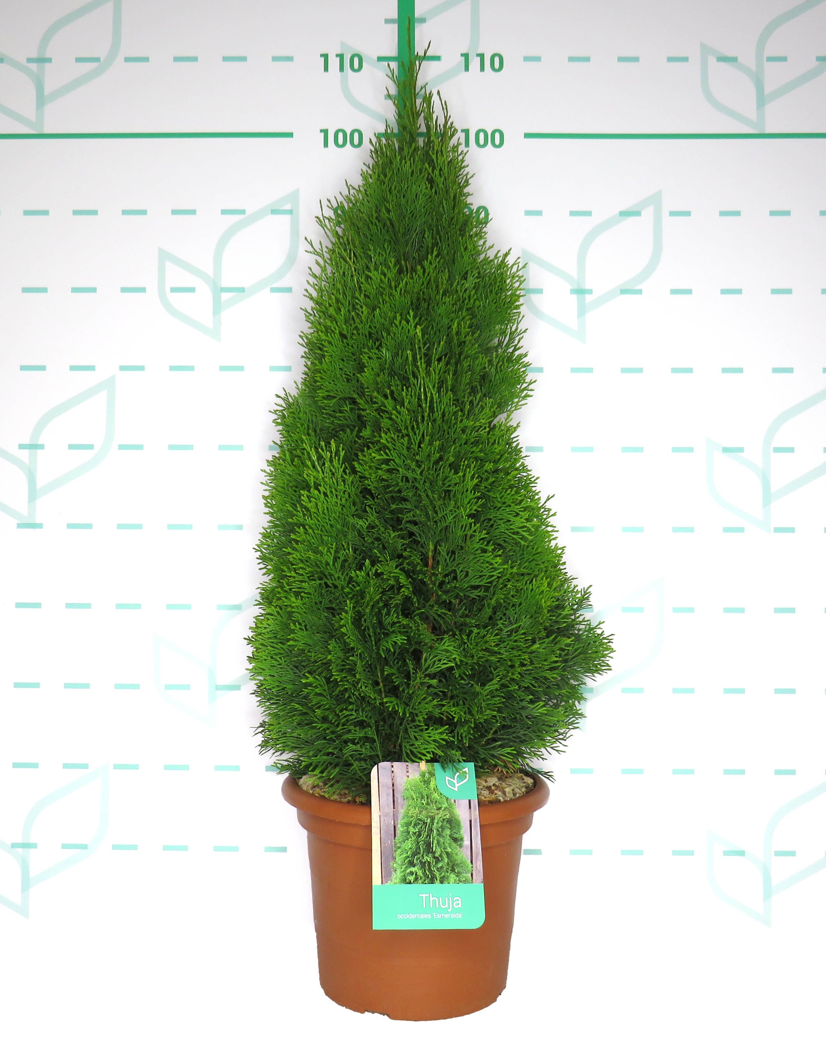 Thuja occidentalis "Esmeralda" 10L Deco 80/100