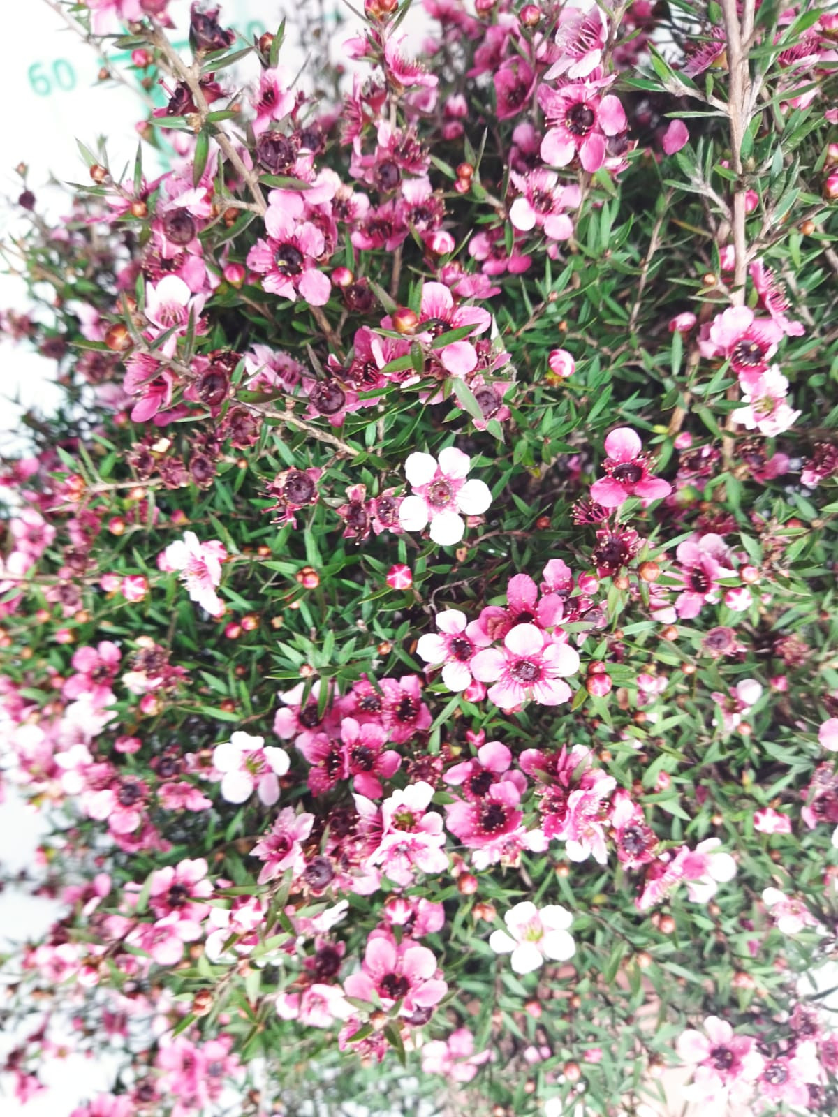 Leptospermum scoparium 10L 30/40 "Crimson Glory"