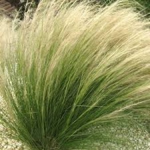 STIPA - GRAMÍNEAS