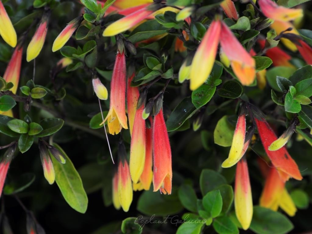 Jacobina paucifolia 2L 20/25